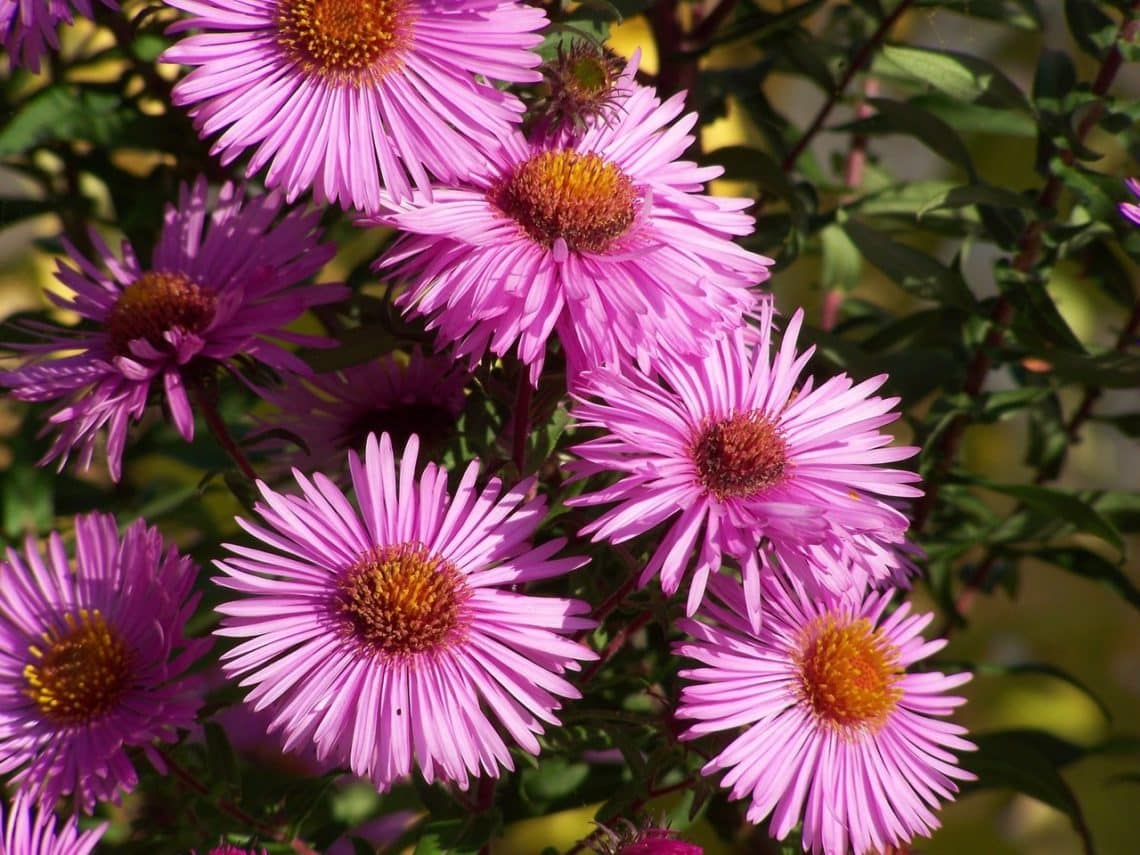 Grow Asters in Your Late Summer and Fall Garden - Julie Bawden-Davis
