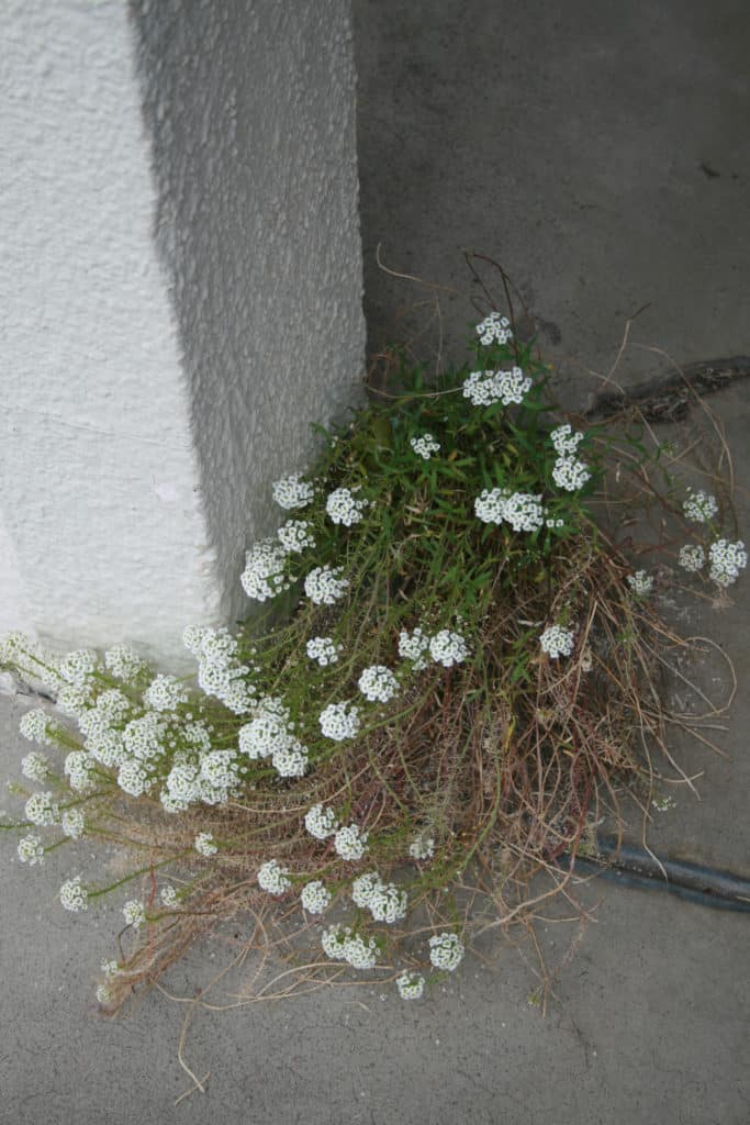 Expert Tips for Growing a Crevice Garden - Julie Bawden Davis
