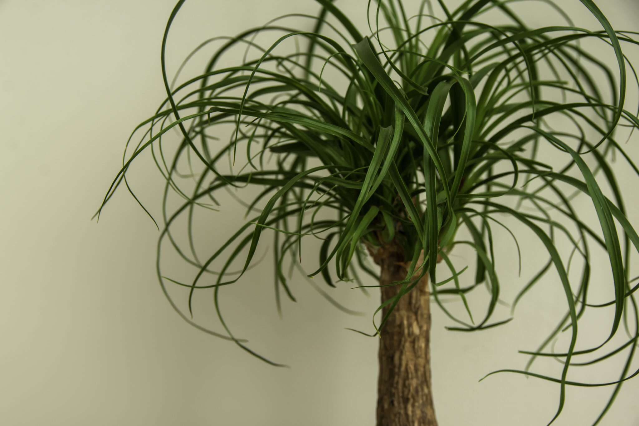 Growing Ponytail Palm Outdoors in Southern California